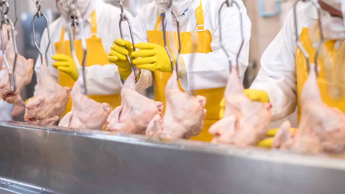 Sweeping Poultry Processing Changes Proposed by USDA to Fight ...