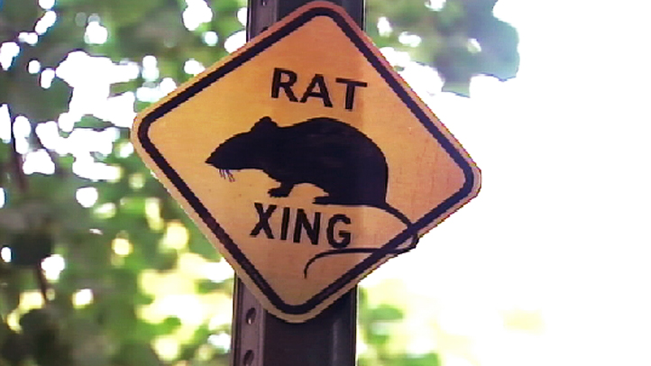 Frustrated UWS Resident Hangs “Rat Crossing” Signs – NBC New York