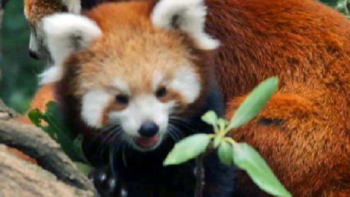 Adorable Red Panda Cubs Debut at NYC Zoos – NBC New York