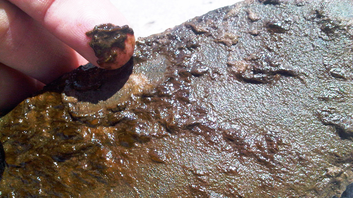 “Rock Snot” Invasive Algae Found in Delaware River, Threatens Trout ...