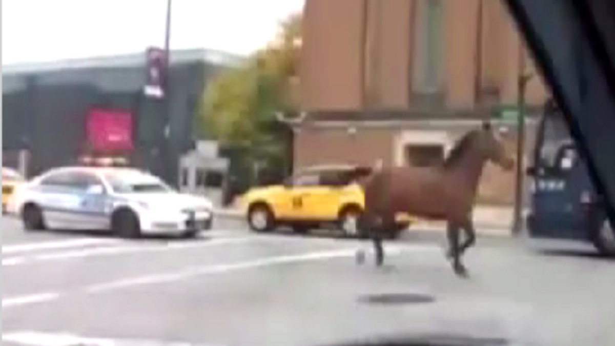 WATCH: Cops Chase Runaway Carriage Horse Through Hell’s Kitchen – NBC ...
