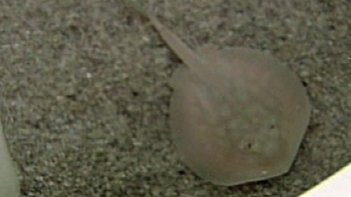 Man Recovering After Being Stung By Stingray – NBC New York