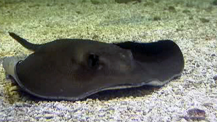 Catching Rays — Stingrays — on the Jersey Shore – NBC New York