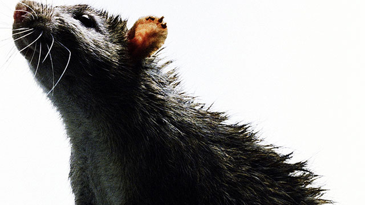 Rat Scratches Rider on A Train: MTA – NBC New York