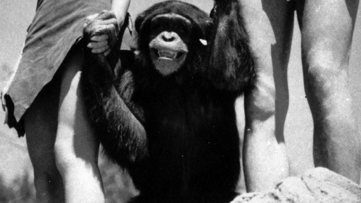 Chimp From 1932 Tarzan Movie Dies at 80 – NBC New York