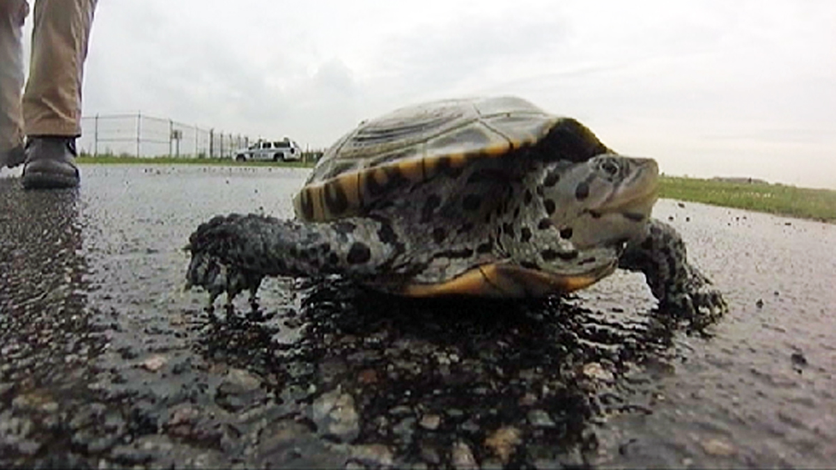 Wandering Turtles Clog Runways at Kennedy Airport – NBC New York