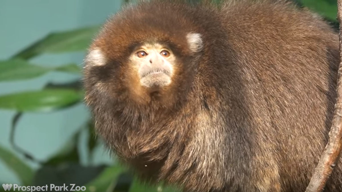 Titi Monkeys Debut at Prospect Park Zoo for Chinese Year of the Monkey ...