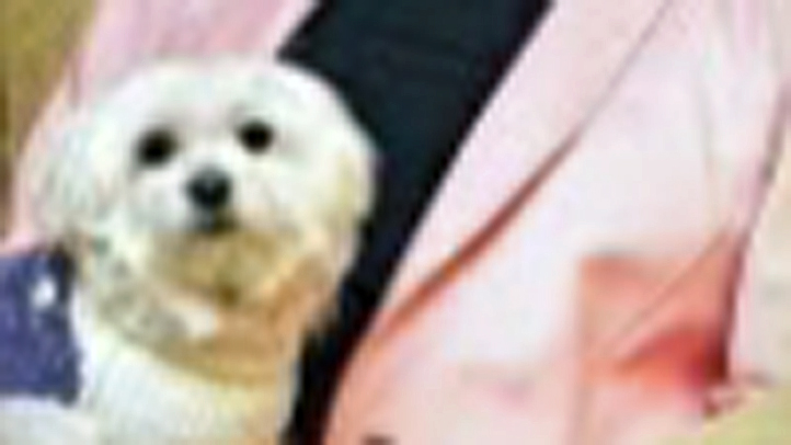 $12M Dog: Leona Helmsley’s Beloved Pooch Dies – NBC New York