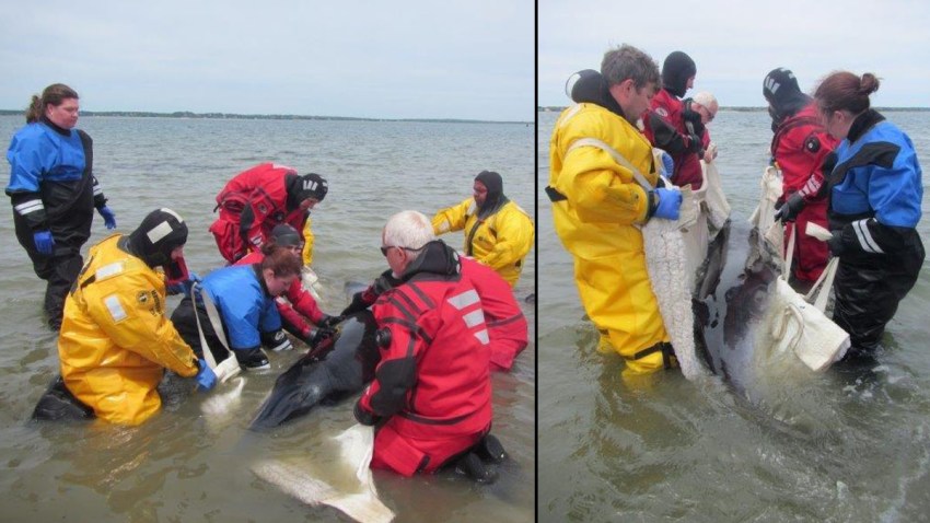Beached Whale Rescued on Long Island – NBC New York