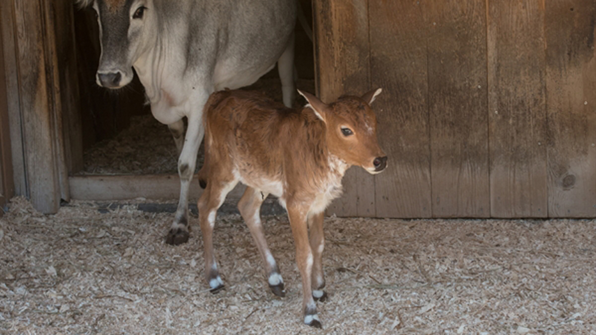 Prospect Park Zoo Welcomes Zebu Calf – NBC New York