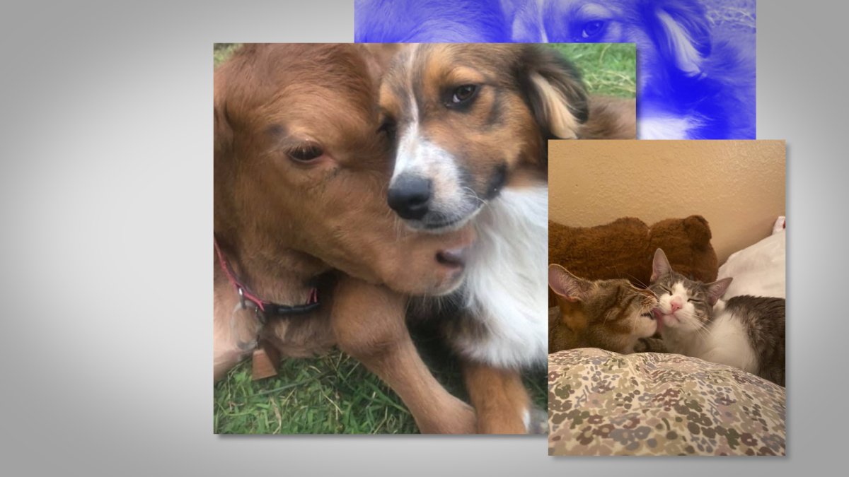 6 Pets That Love Living Together – NBC New York