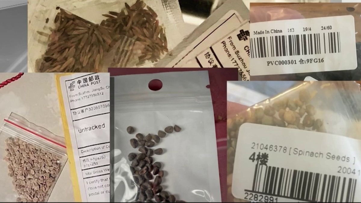 Mystery Seed Package from China Shows Up in NYC Woman’s Mailbox – NBC ...
