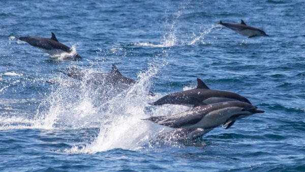 Florida man who shot and poisoned dolphins sentenced to 1 month – NBC ...