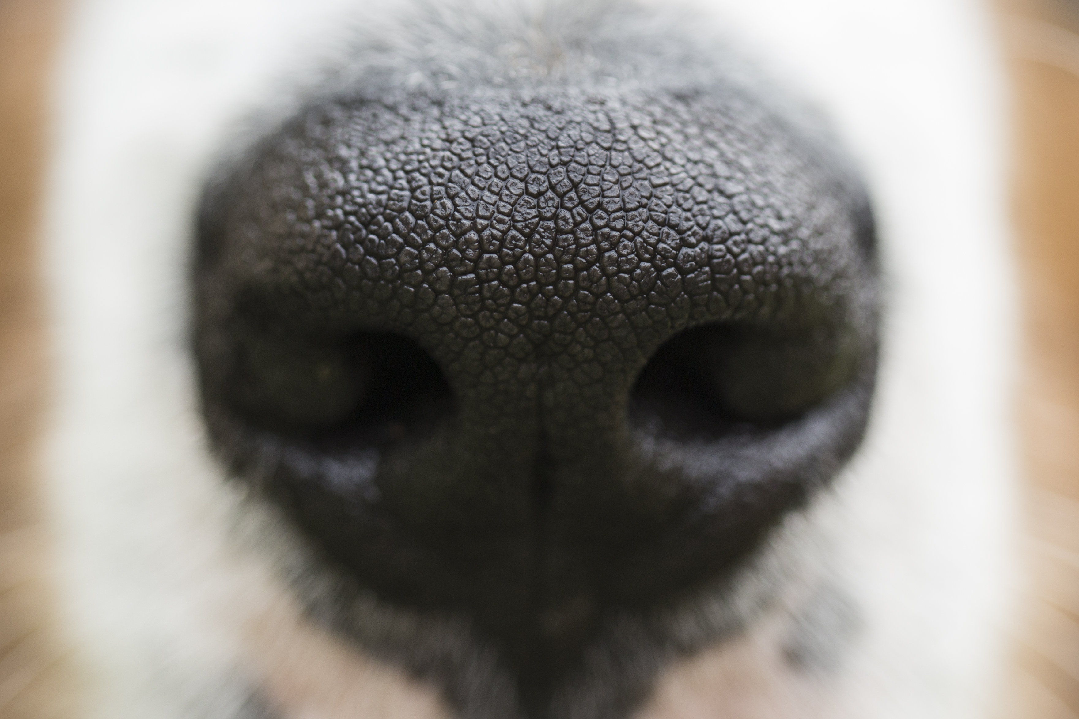 Why you should let your dog sniff on a walk – NBC New York