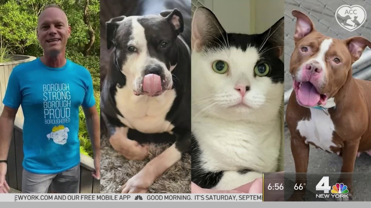 Clear the Shelters: Pets Looking For Forever Homes – NBC New York