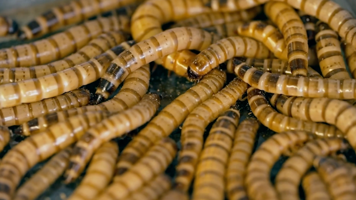 These Super Worms Are Helping Save The Planet By Eating Toxic Plastic these-super-worms-are-helping-save-the-planet-by-eating-toxic-plastic