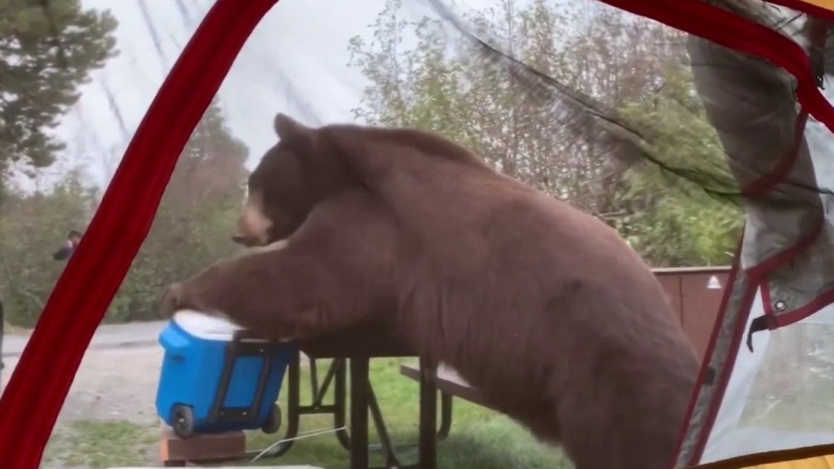 Watch Bear Raid California Campsite – NBC New York