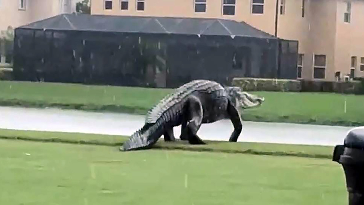 Gigantic Gator Strolls Along on Florida Golf Course – NBC New York