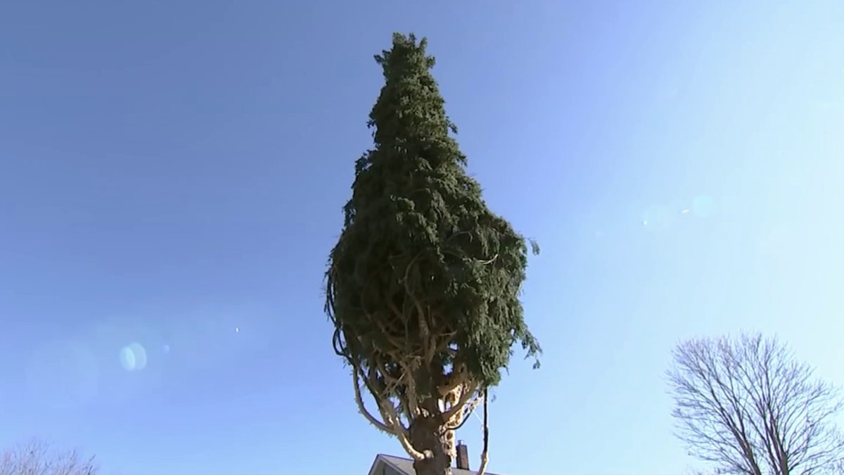 Rock Center Tree Prepares for Its Closeup – NBC New York