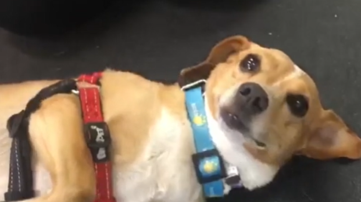 Clear the Shelters with Bideawee – NBC New York