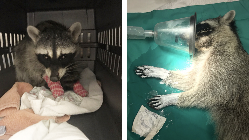 Burnie the Raccoon Who Was Hurt in the California Wildfires Is Healed ...