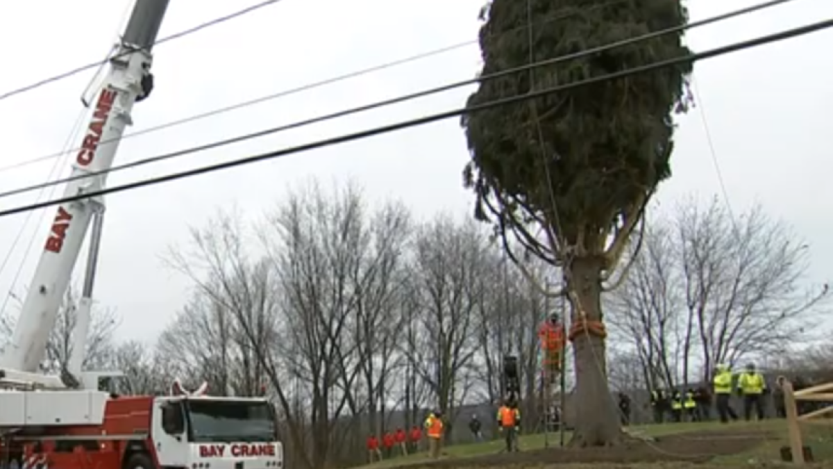 Rockefeller Center Christmas Tree Gets Cut Down Ahead of NYC Debut ...