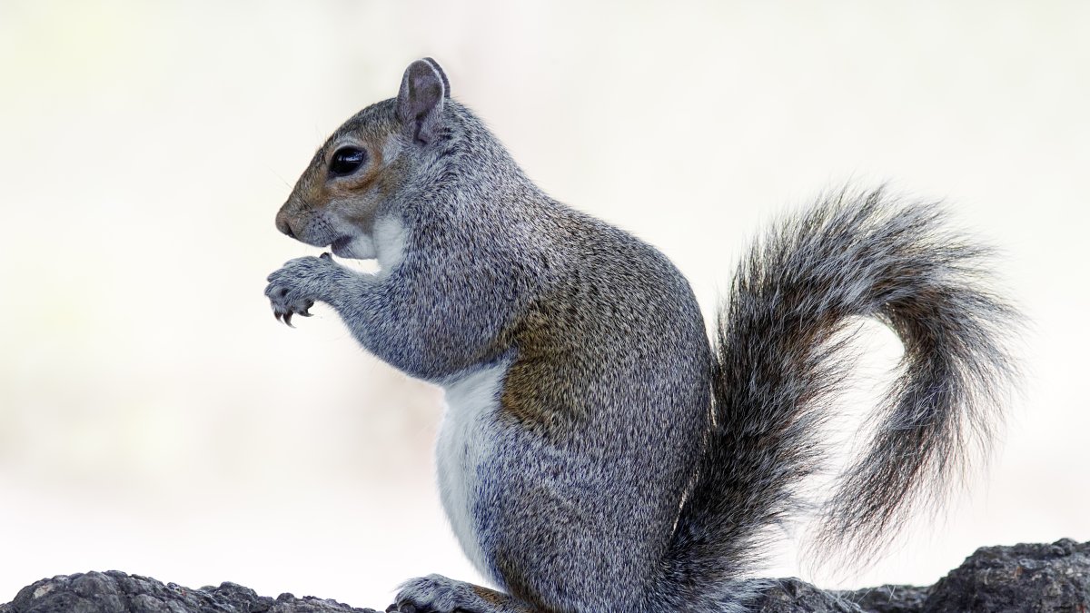 Serial Squirrel: Queens Neighbors Keep Eye Out for Fierce Rodent – NBC ...