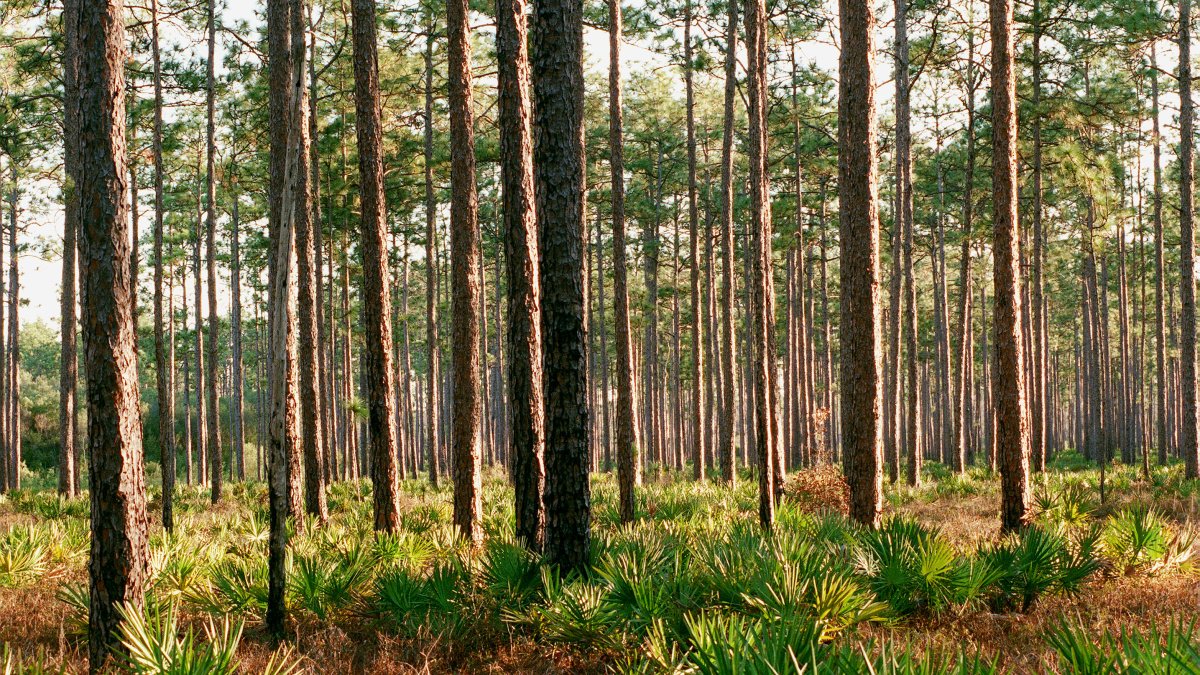 Restoring Longleaf Pines, Keystone of Once Vast Ecosystems – NBC New York