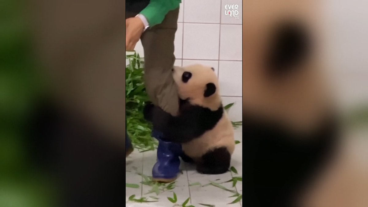 Adorable Baby Panda Clings to Zookeepers Leg, Goes Viral – NBC New York