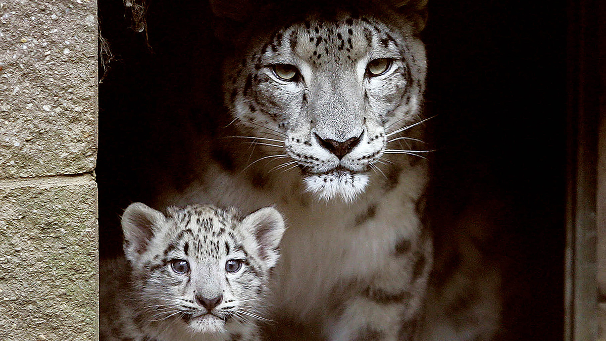 Cape May Co. Zoo’s Snow Leopard Dies After Her 7 Cubs Helped Conserve ...