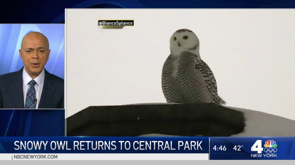 Snowy Owl Returns to Central Park – NBC New York