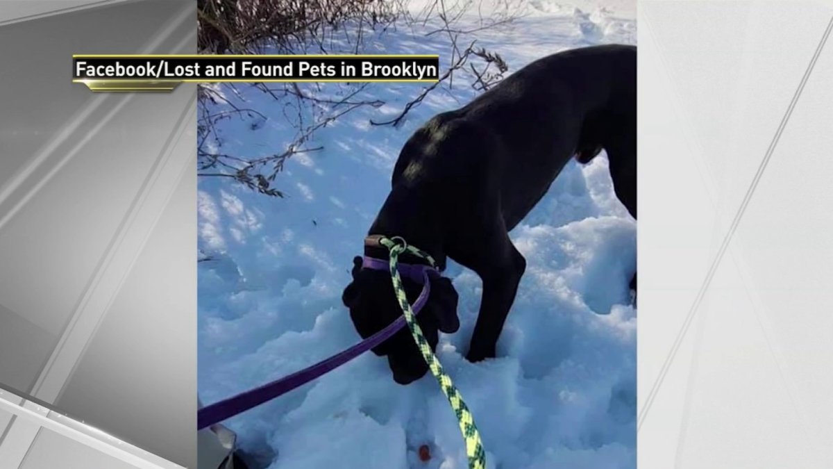 Dog Reunited With Owner 5 Days After Deadly Crash – NBC New York