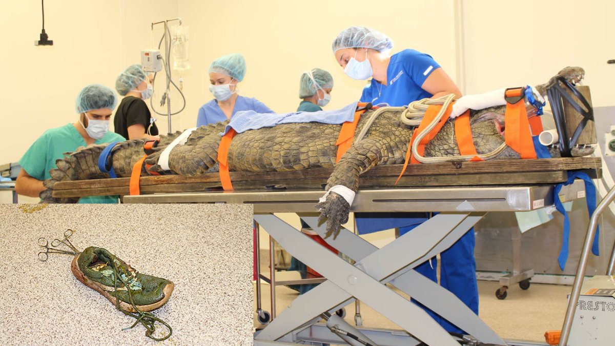 Florida Veterinarians Remove Shoe From Crocodile’s Stomach – NBC New York