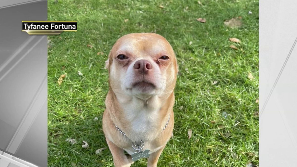 Foster Parent Looks for Home for ‘Man-Hating, Animal-Hating’ Chihuahua ...