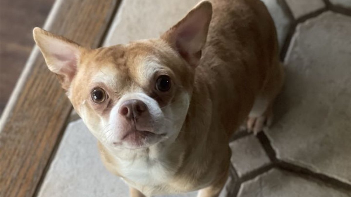 Prancer, the ‘Demonic’ Chihuahua That Went Viral, Finds His Forever ...