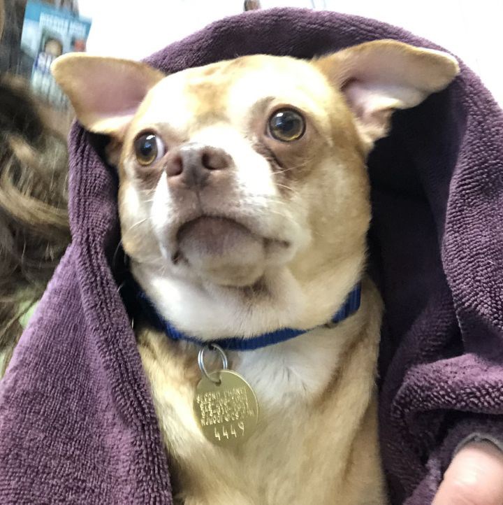 Brutally Honest Adoption Ad for ‘Demonic Chihuahua’ Goes Viral – NBC ...