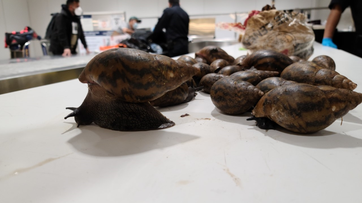 Giant Snails Found in Man’s Luggage at JFK Airport: Authorities – NBC ...