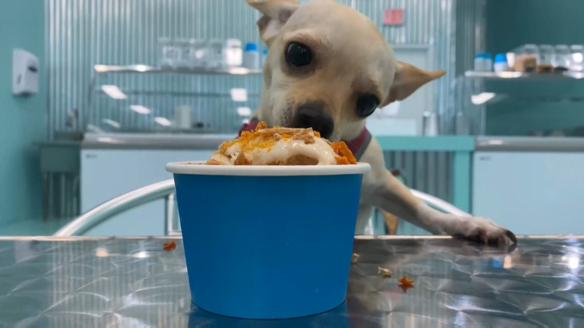 Salty Paws Fetches a Location in Virginia Beach – NBC New York