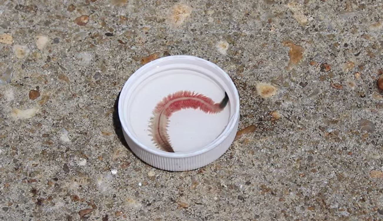 Thousands of Hook-Jawed Marine Worms Swarm South Carolina Coast – NBC ...