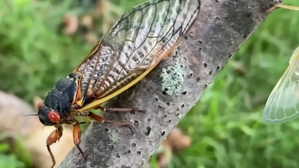 Prepare Your Ears: Brood X Cicadas Emerge in New Jersey For First Time ...