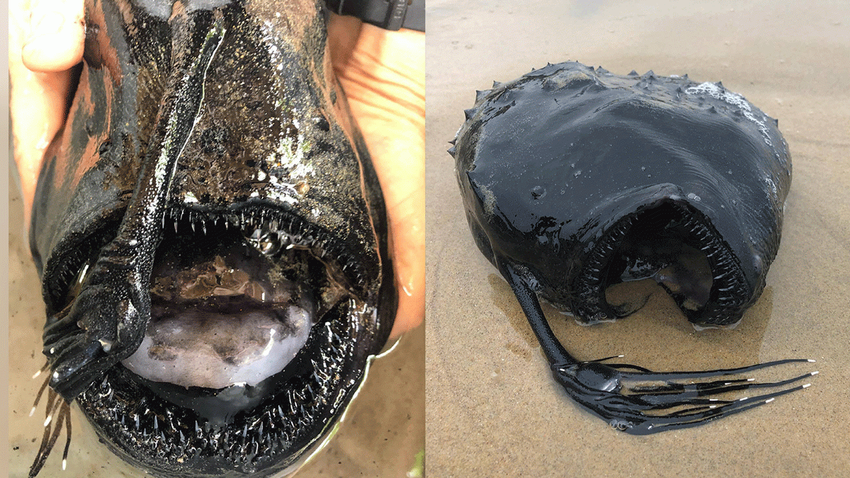 SoCal Beachgoer Discovers Deep-Sea Fish Rarely Seen Ashore – NBC New York