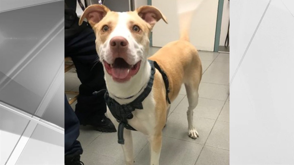 NY Man Filmed Beating 8-Month-Old Pit Bull Faces Animal Cruelty Charge ...