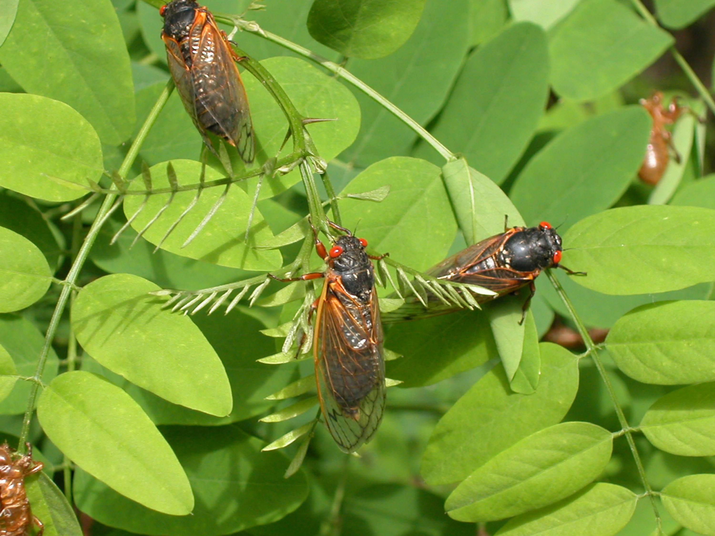 How Long Will Brood X Cicadas Last? 17-Year Cicada FAQ – NBC New York