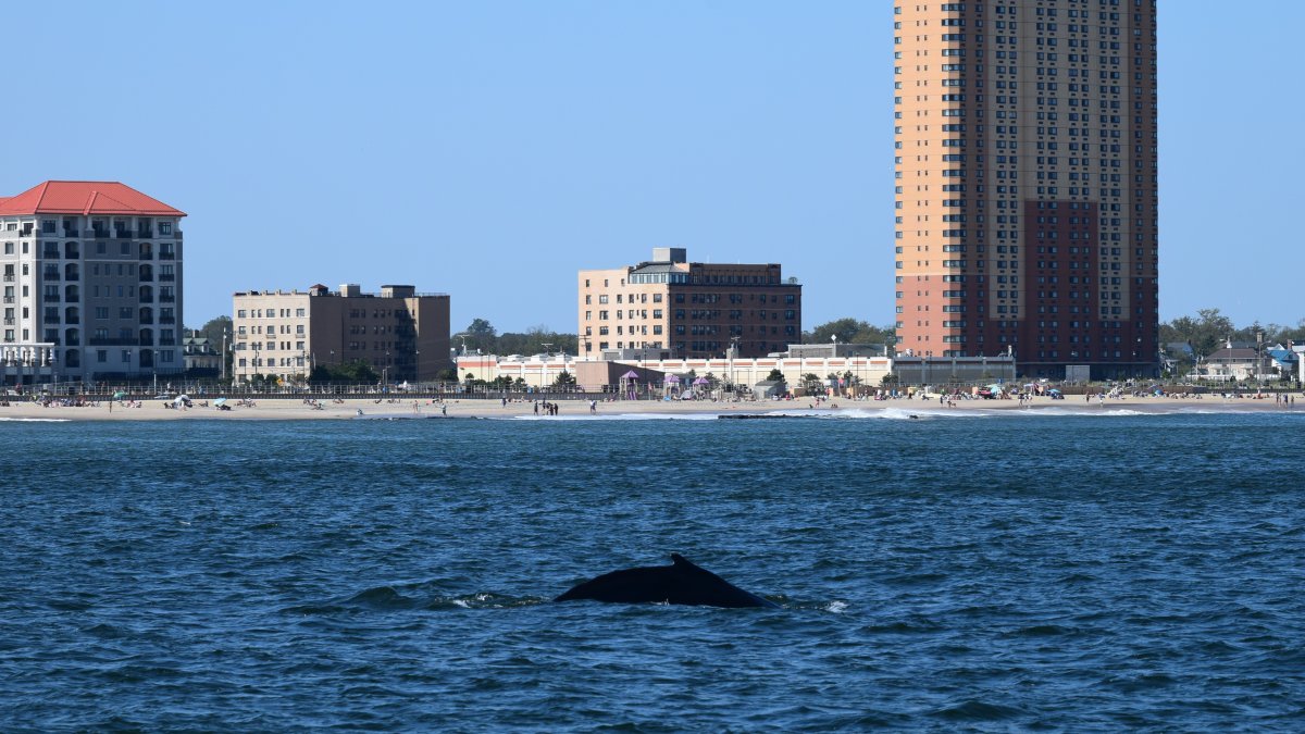 Jersey Shore Reopens for Summer With Festivals, Nature and More – NBC ...