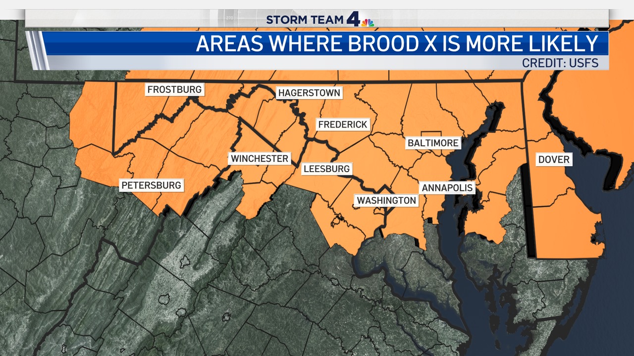 How Long Will Brood X Cicadas Last? 17-Year Cicada FAQ – NBC New York