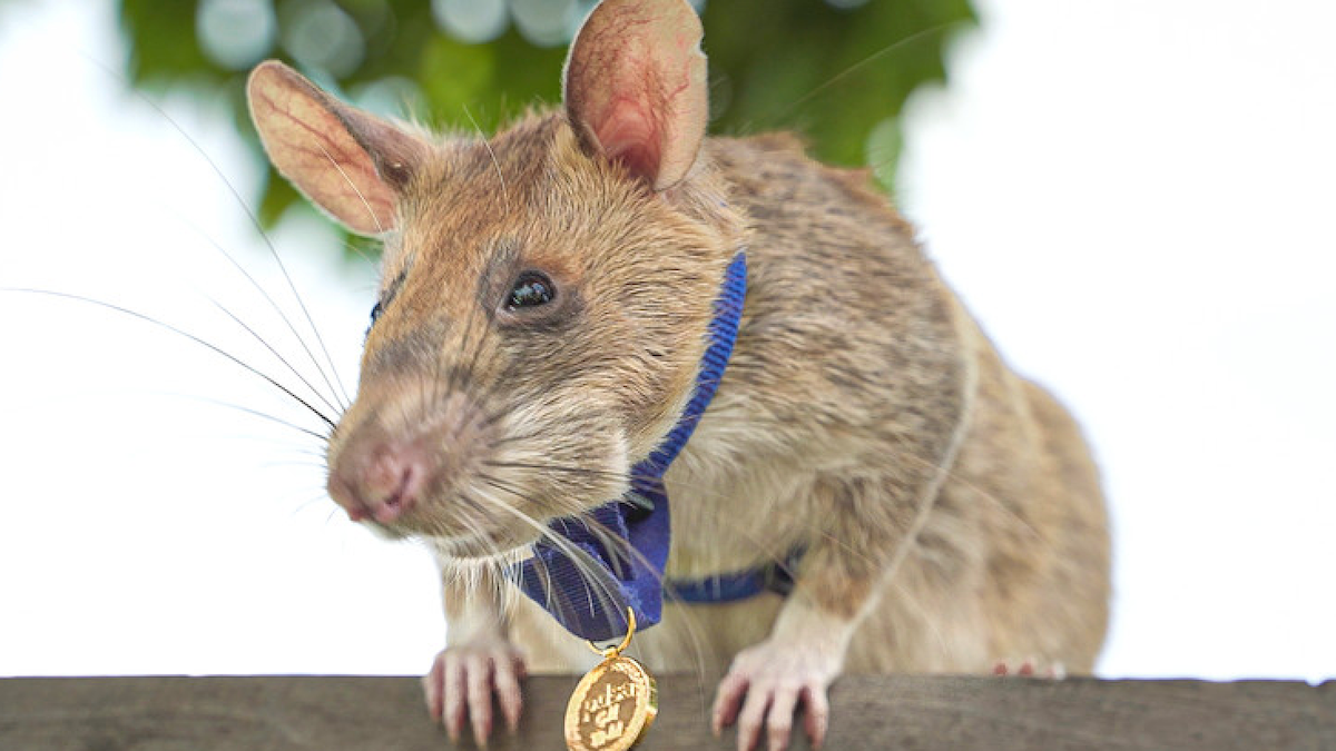 ‘Hero Rat’ Retires After Spending 5 Years Detecting Land Mines – NBC ...