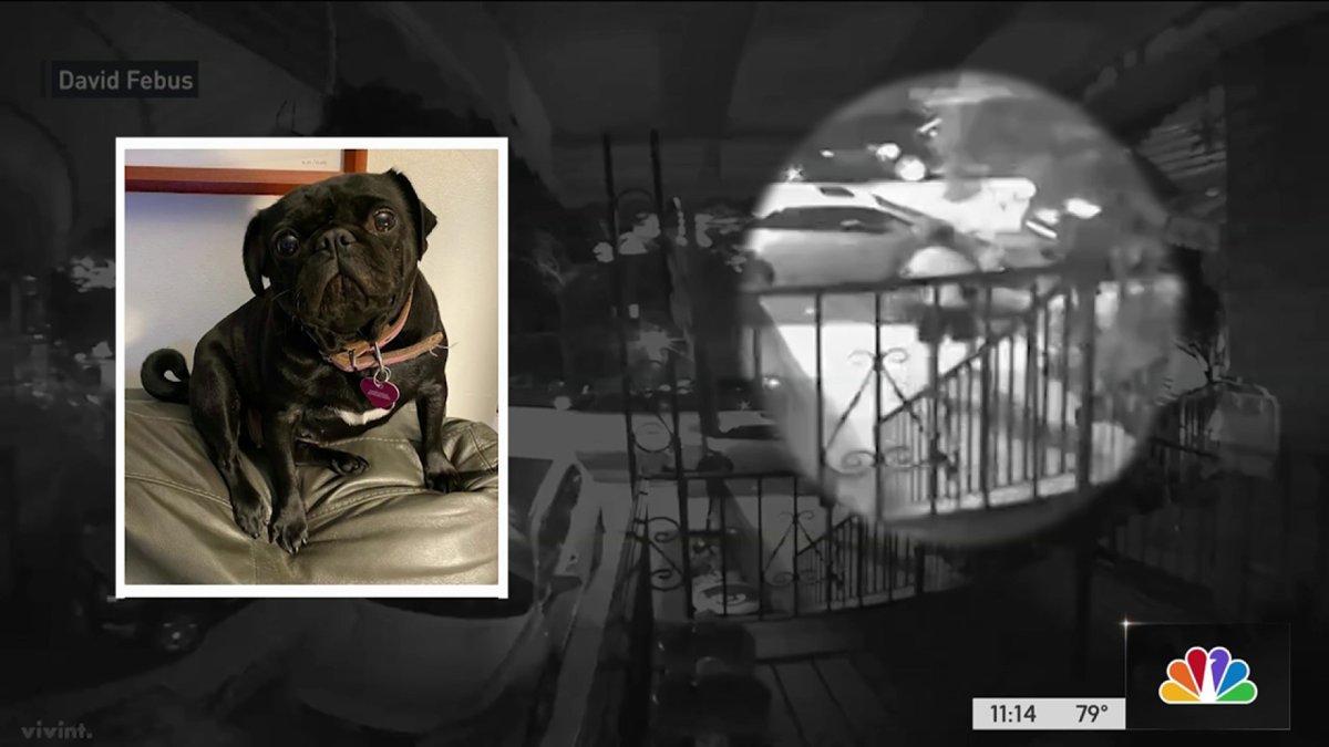 Home Invader Steals Beloved Pug in Security Check Extortion Effort, NYC ...