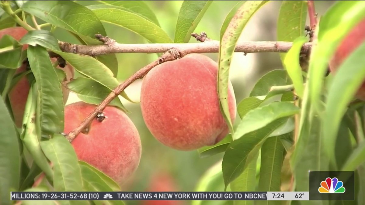Produce Pete: Peaches – NBC New York