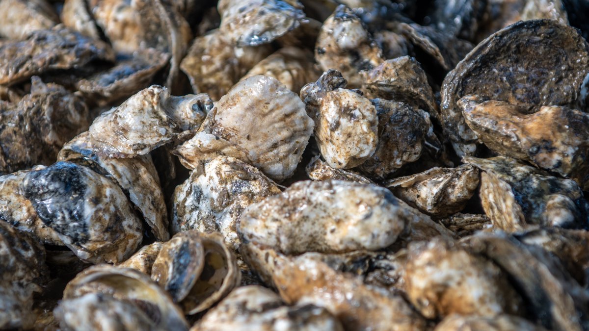 Diners’ Discarded Shells Help Establish New Oyster Colonies – NBC New York