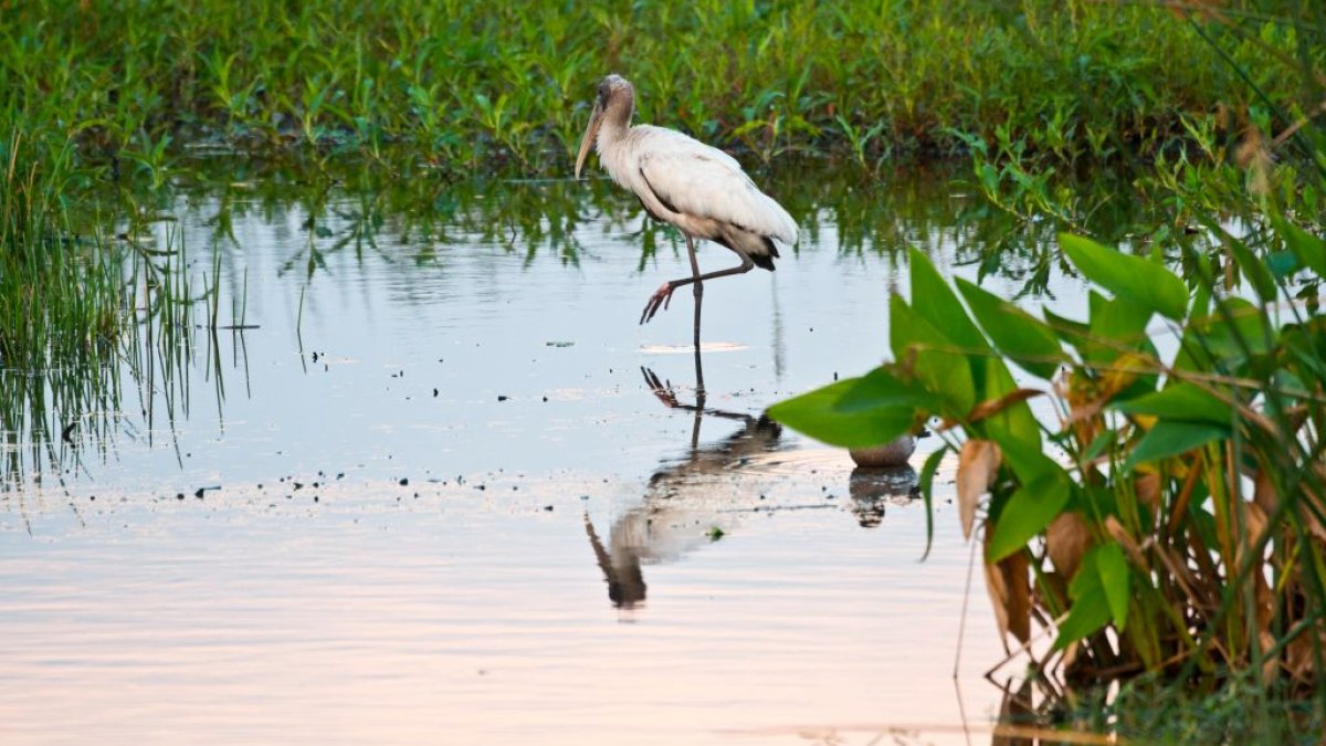 Rare Sighting With Tragic End: Tropical Stork Ends Up in NY, Dies After ...